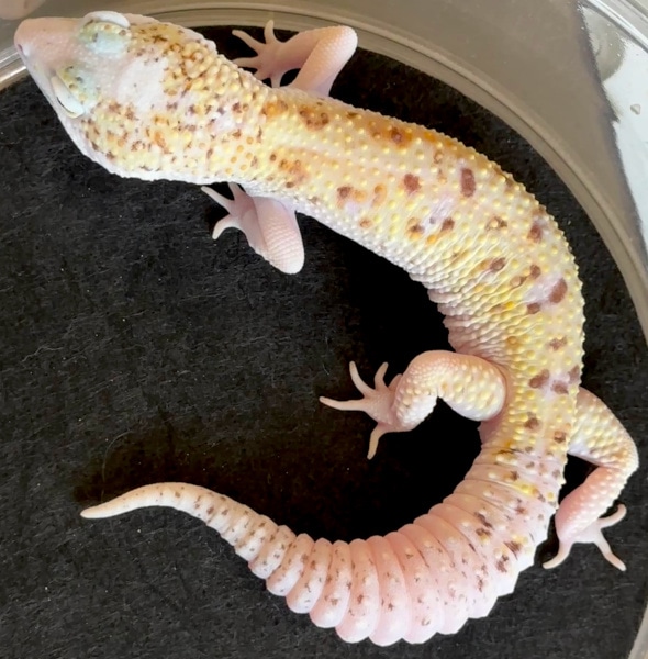 White & Yellow Snow Eclipse Het Tremper Albino Leopard Gecko by ...