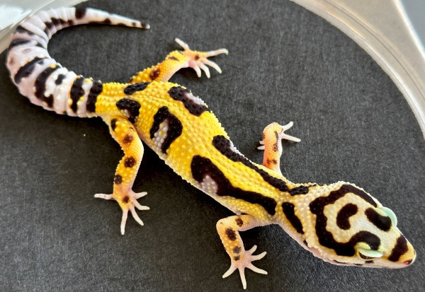 Bold Bandit Jungle Female 2022 Leopard Gecko by Leopardgecko.com ...