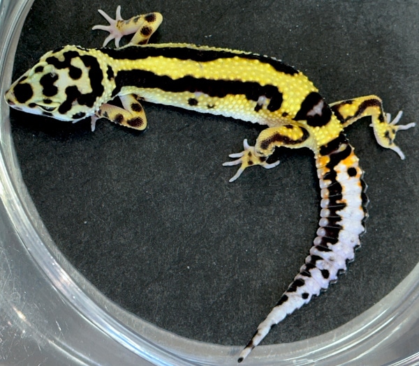 BOLD BANDIT STRIPE Female 2022 Leopard Gecko by Leopardgecko.com ...