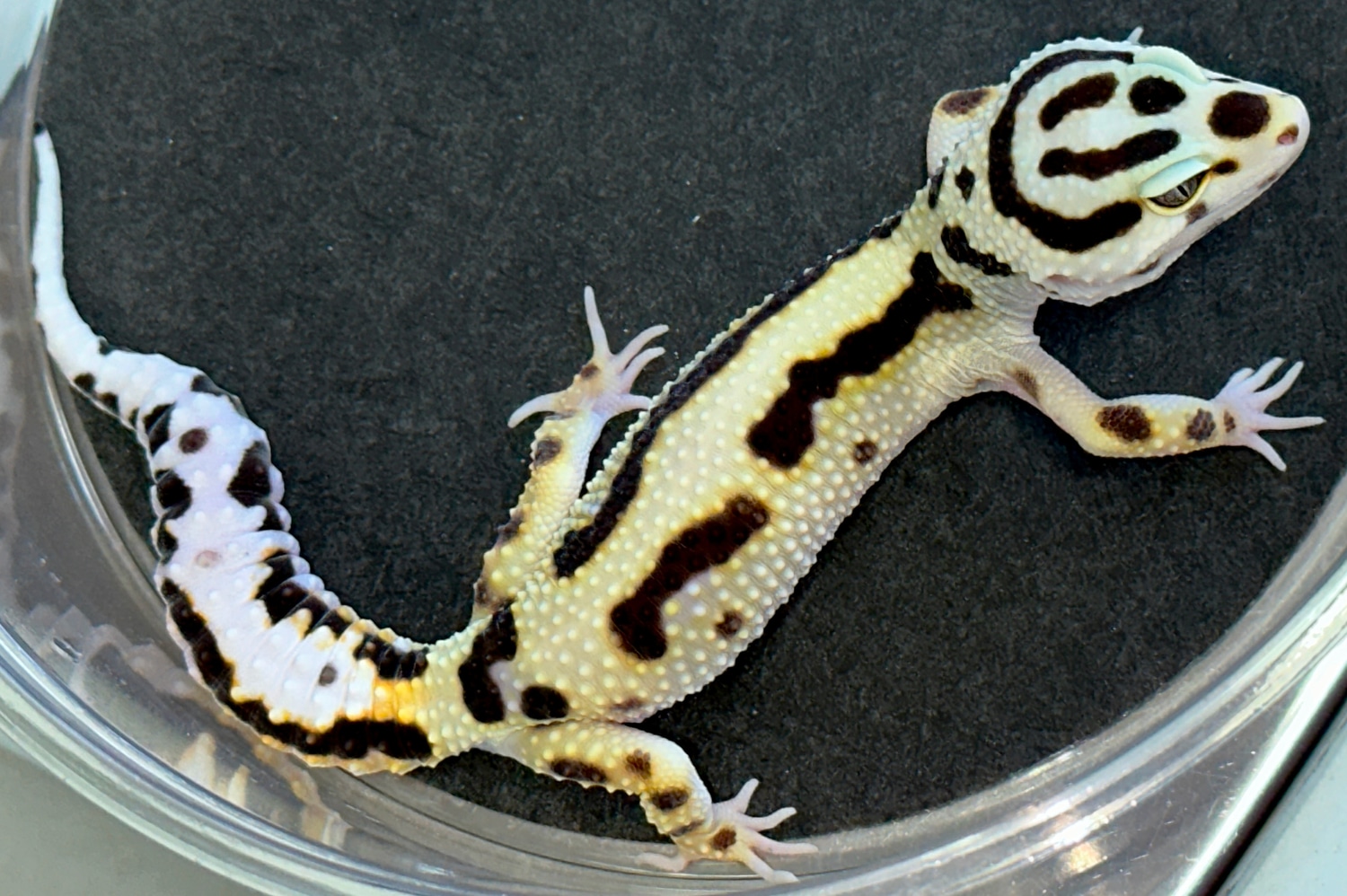 BOLD BANDIT JUNGLE Female 2022 Leopard Gecko by Leopardgecko.com ...