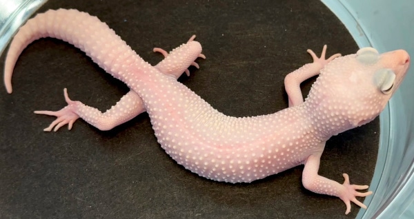 Diablo Blanco Leopard Gecko by Leopardgecko.com - MorphMarket