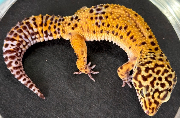 BLACK NIGHT + NDBE MANDARIN TANGERINE Project Leopard Gecko by ...