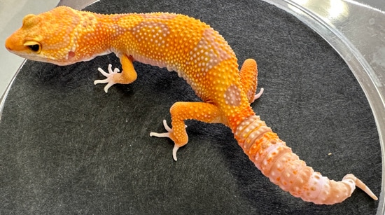 2022 Female Burning Blood Rainwater Blue Amber Eye Leopard Gecko by ...