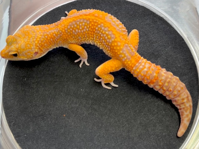 2021 Male Burning Blood Rainwater Blue Amber Eye Leopard Gecko by ...