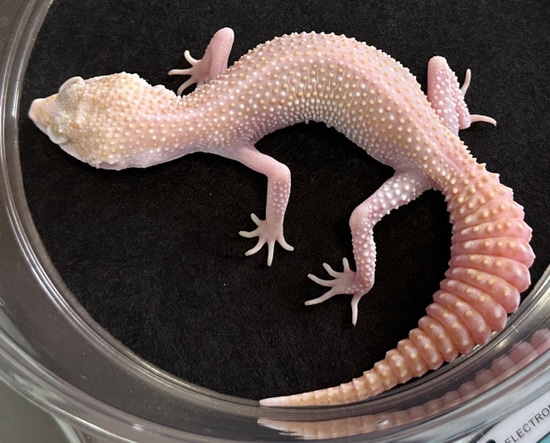 2022 Super Snow Tremper Female Possible Super Raptor Leopard Gecko by ...