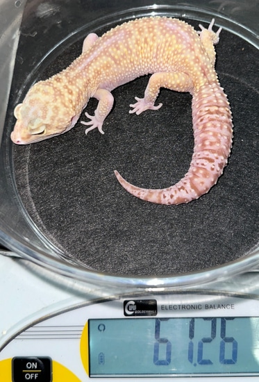 Snow Raptor Possible Het Super Giant Leopard Gecko by Leopardgecko.com