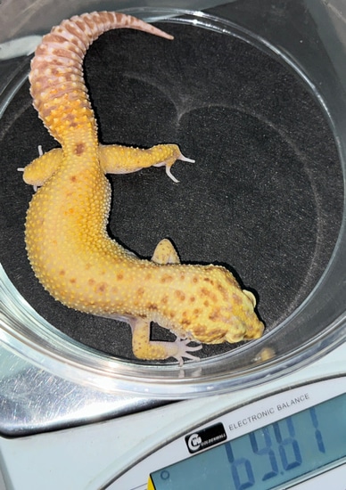 Super Giant Radar (= Blood Bell Albino Eclipse) Leopard Gecko by ...