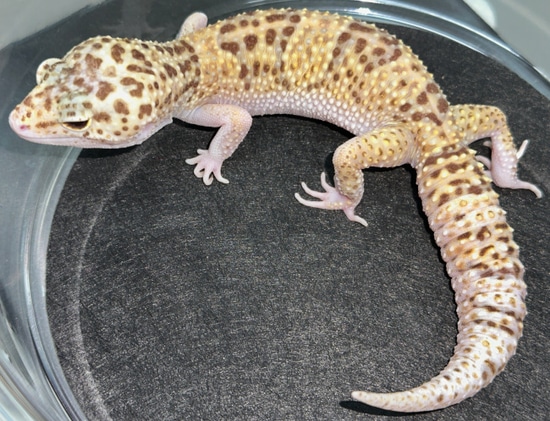 Snow Raptor Possible Het Super Giant Leopard Gecko by Leopardgecko.com