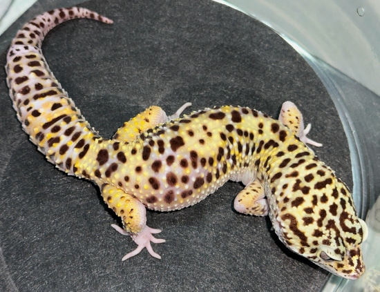 Super Giant Snow Radar Enigma X Black Night Leopard Gecko by ...