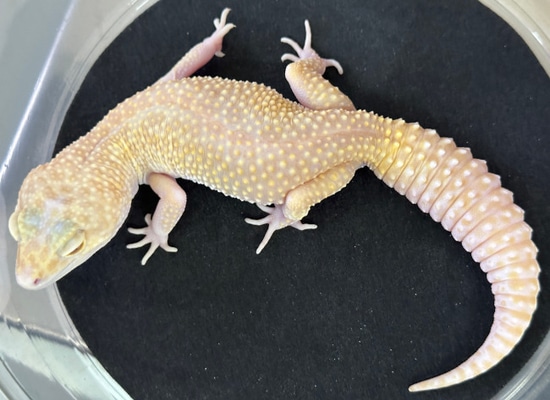 Het SUPER GIANT SNOW PASTEL RAPTOR Leopard Gecko by Leopardgecko.com