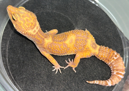 Burning Blood Rainwater Albino Tangerine Blue Amber Eye Leopard Gecko ...