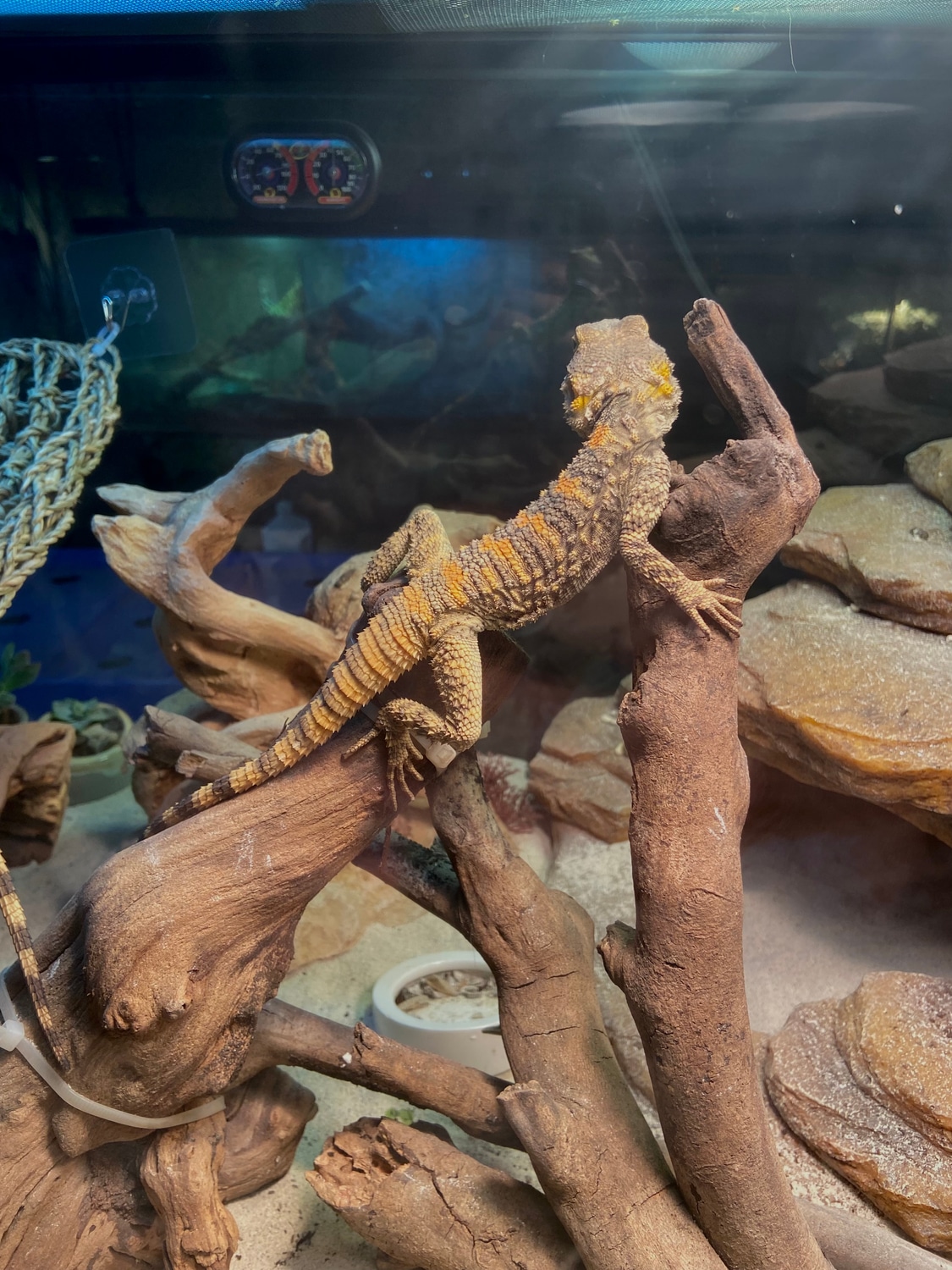 Unrelated Pair Clown Agamas Other Lizard by Fast Lane Exotics - MorphMarket