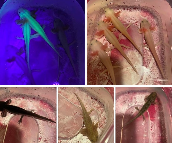 Lots Of Morphs Of Axolotls by Fast Lane Exotics