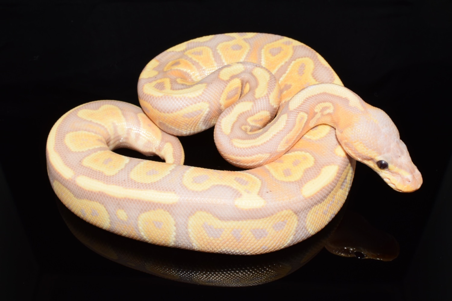Wookie Banana Ball Python by Edenic Serpent - MorphMarket