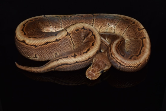 Black Pastel Woma Pinstripe Ball Python by Edenic Serpent