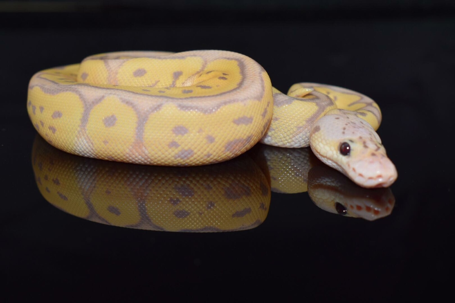 Clown Banana Pastel Pos. Blade Ball Python by Edenic Serpent - MorphMarket