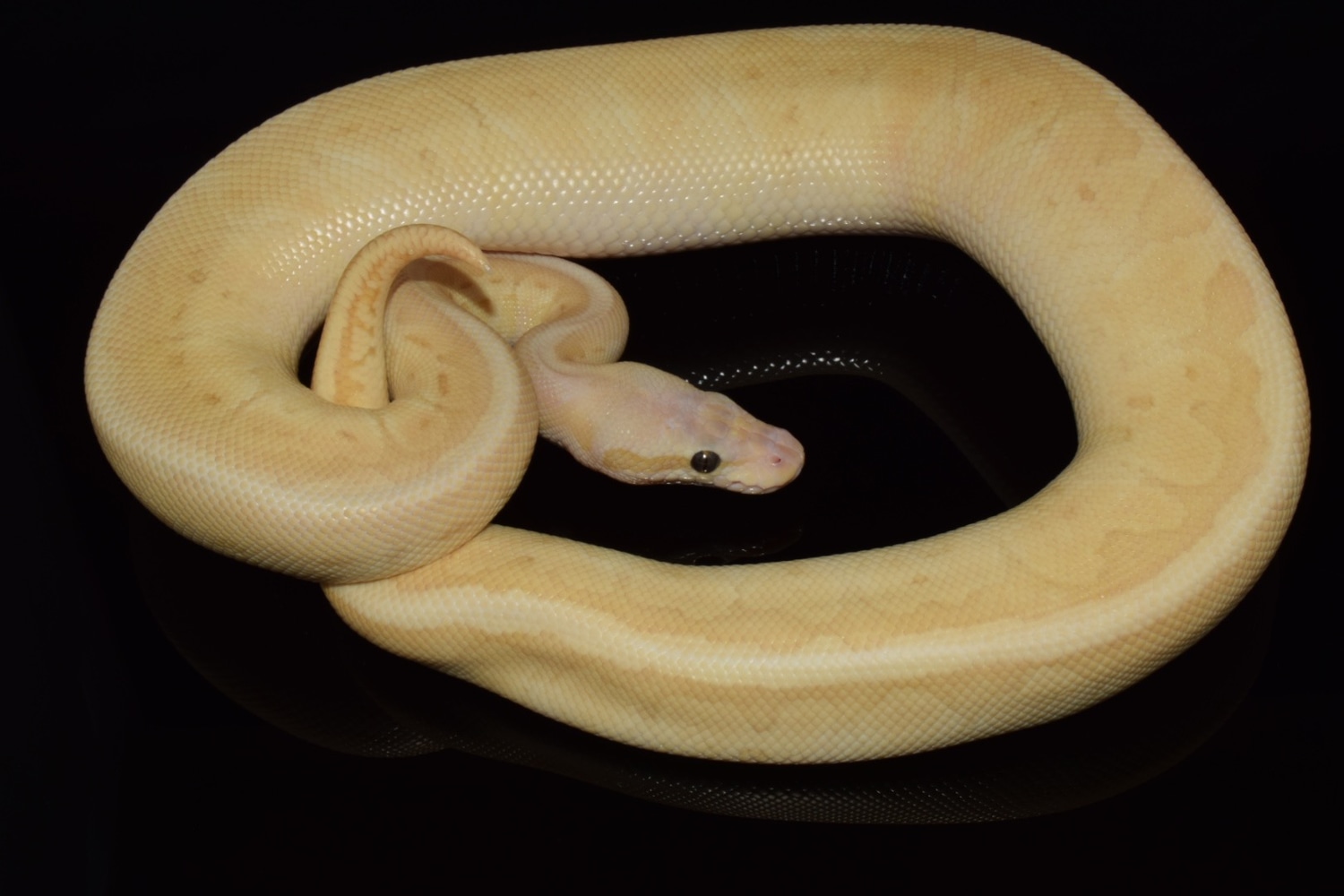 Banana Lesser Pinstripe Pastel Possible Super Pastel Ball Python by ...
