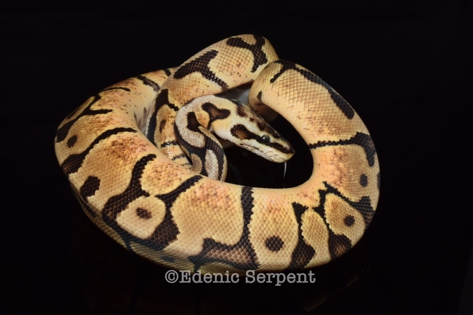 Woma Pastel Ball Python by Edenic Serpent - MorphMarket