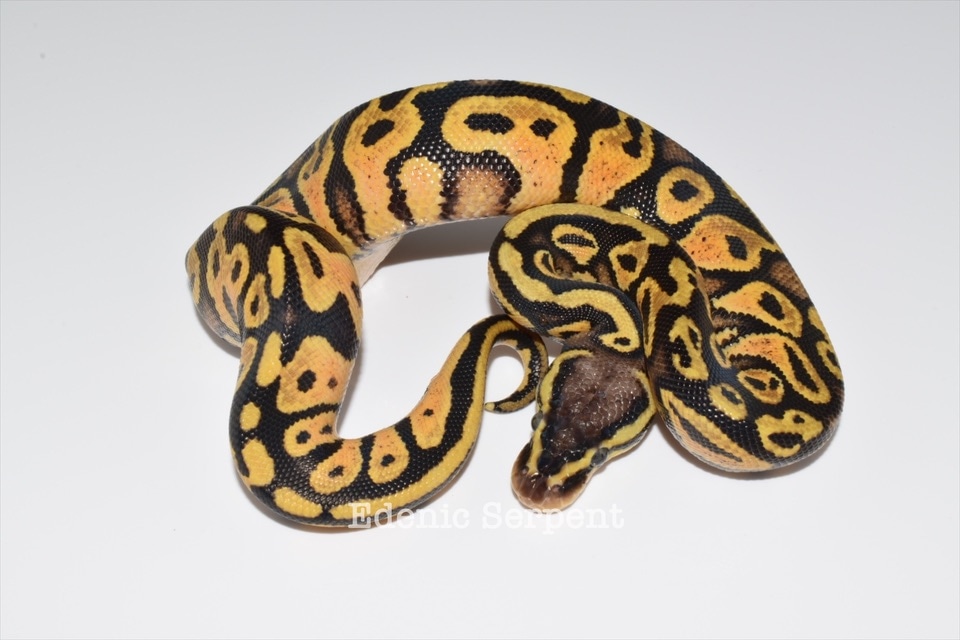 Pastel Specter Or Yellow Belly Ball Python by Edenic Serpent - MorphMarket