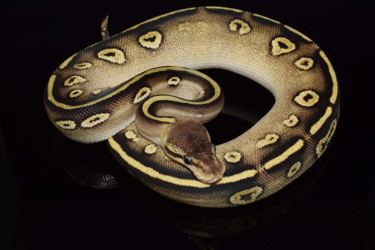 Wookie Pastave Ball Python by Edenic Serpent - MorphMarket