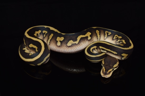 Wookie Leopard Lesser Ball Python by Edenic Serpent