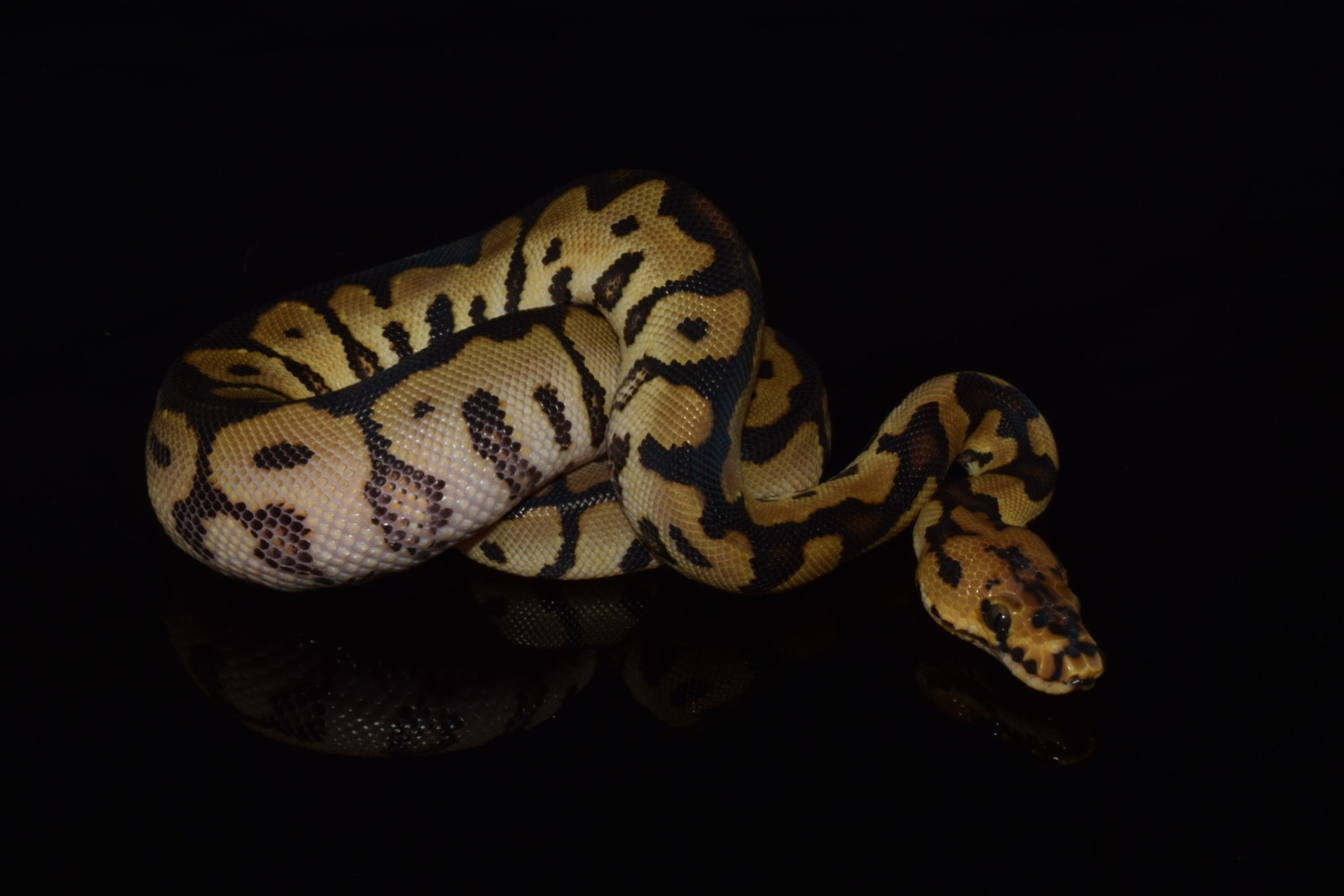 Spotnose Clown Pos. Het Pied Ball Python by Edenic Serpent - MorphMarket