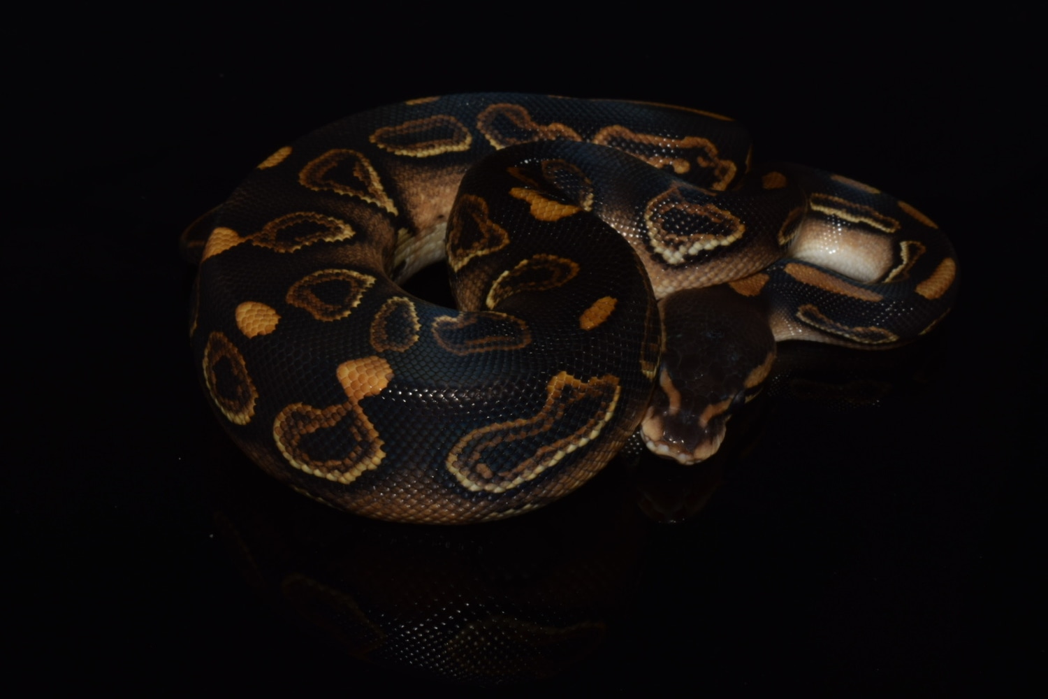 Wookie Black Pastel Ball Python by Edenic Serpent - MorphMarket