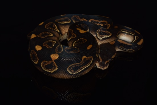Wookie Black Pastel Ball Python by Edenic Serpent