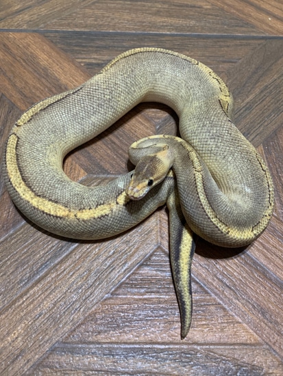 Champagne Yellow Belly Ball Python by Edenic Serpent