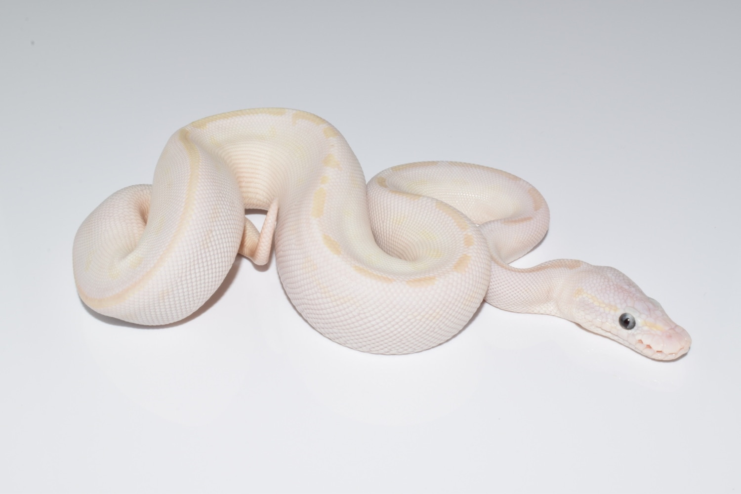 Karma Ball Python by Edenic Serpent - MorphMarket