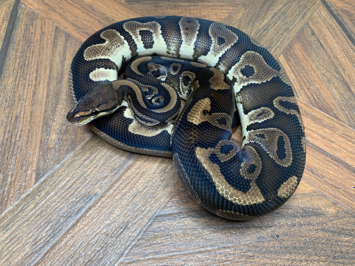 Wookie Leopard Ball Python by Edenic Serpent - MorphMarket