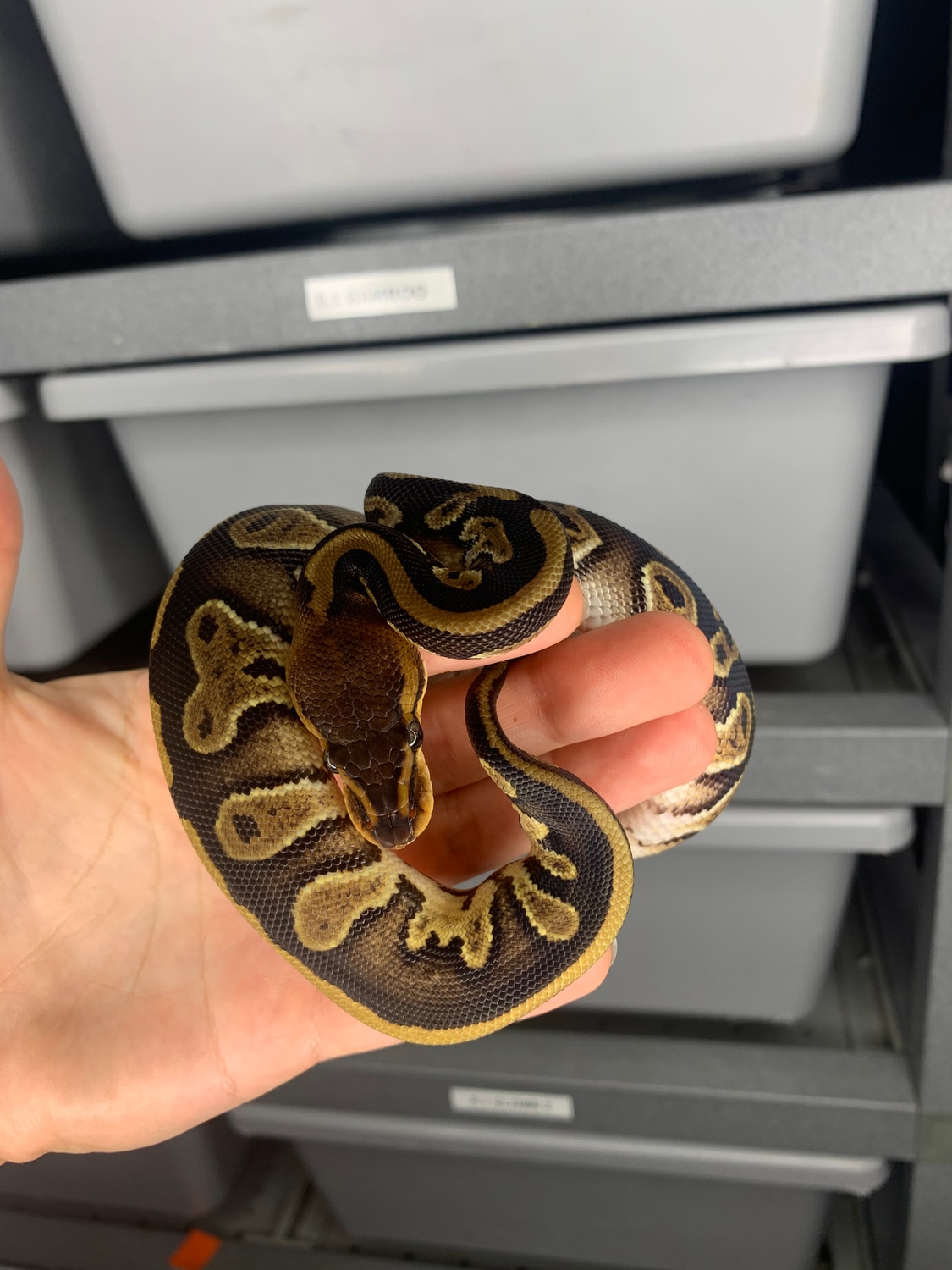 Wookie Ball Python by Edenic Serpent - MorphMarket