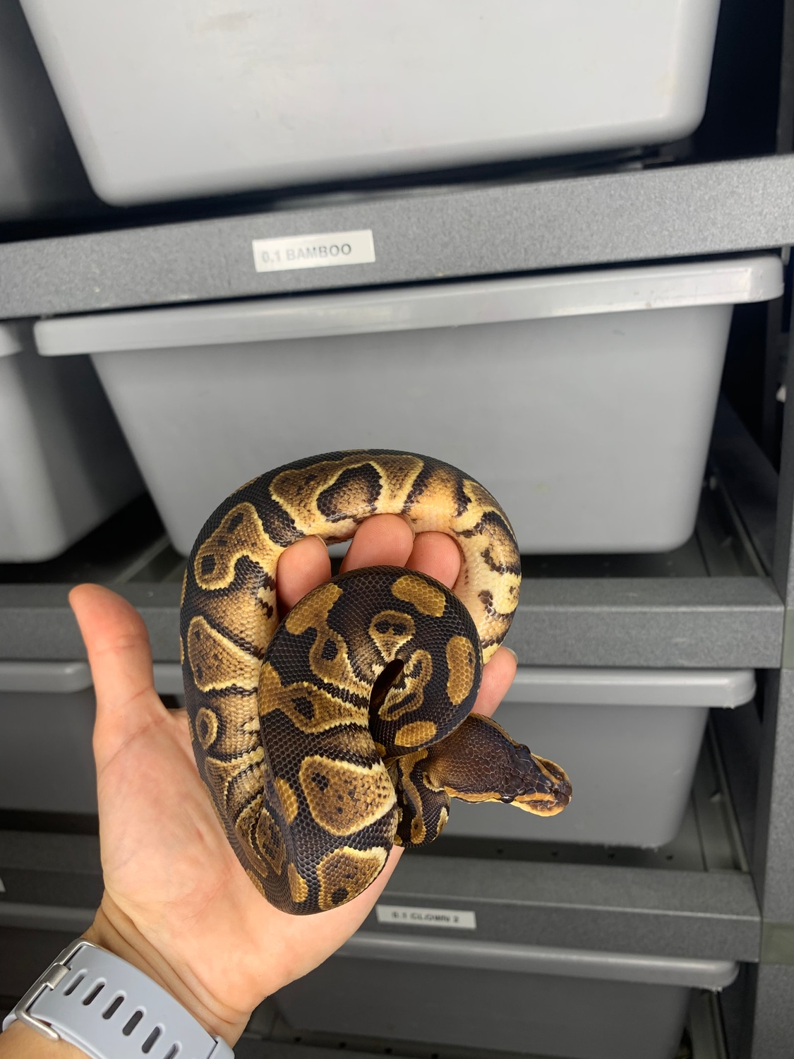 Wookie Ball Python by Edenic Serpent - MorphMarket