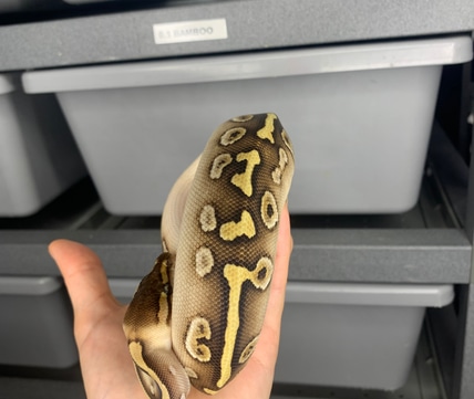 Wookie Leopard Lesser Ball Python by Edenic Serpent - MorphMarket