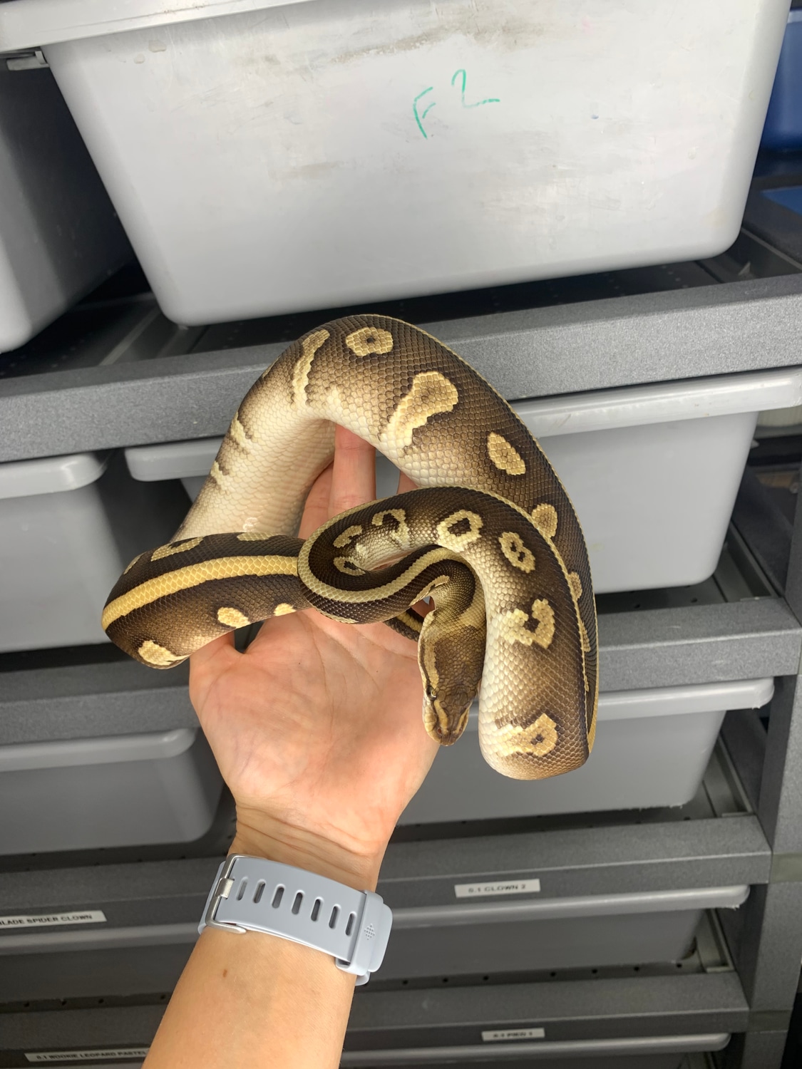 Wookie Leopard Lesser Ball Python by Edenic Serpent - MorphMarket