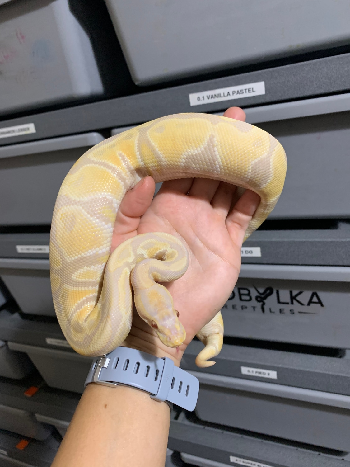 Candino/toffino Ball Python by Edenic Serpent - MorphMarket