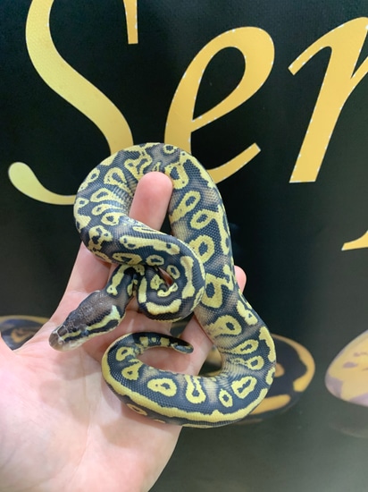 Phantom Pastel YB/Specter Ball Python by Edenic Serpent
