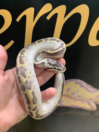Super Stripe Leopard Pastel Ball Python by Edenic Serpent