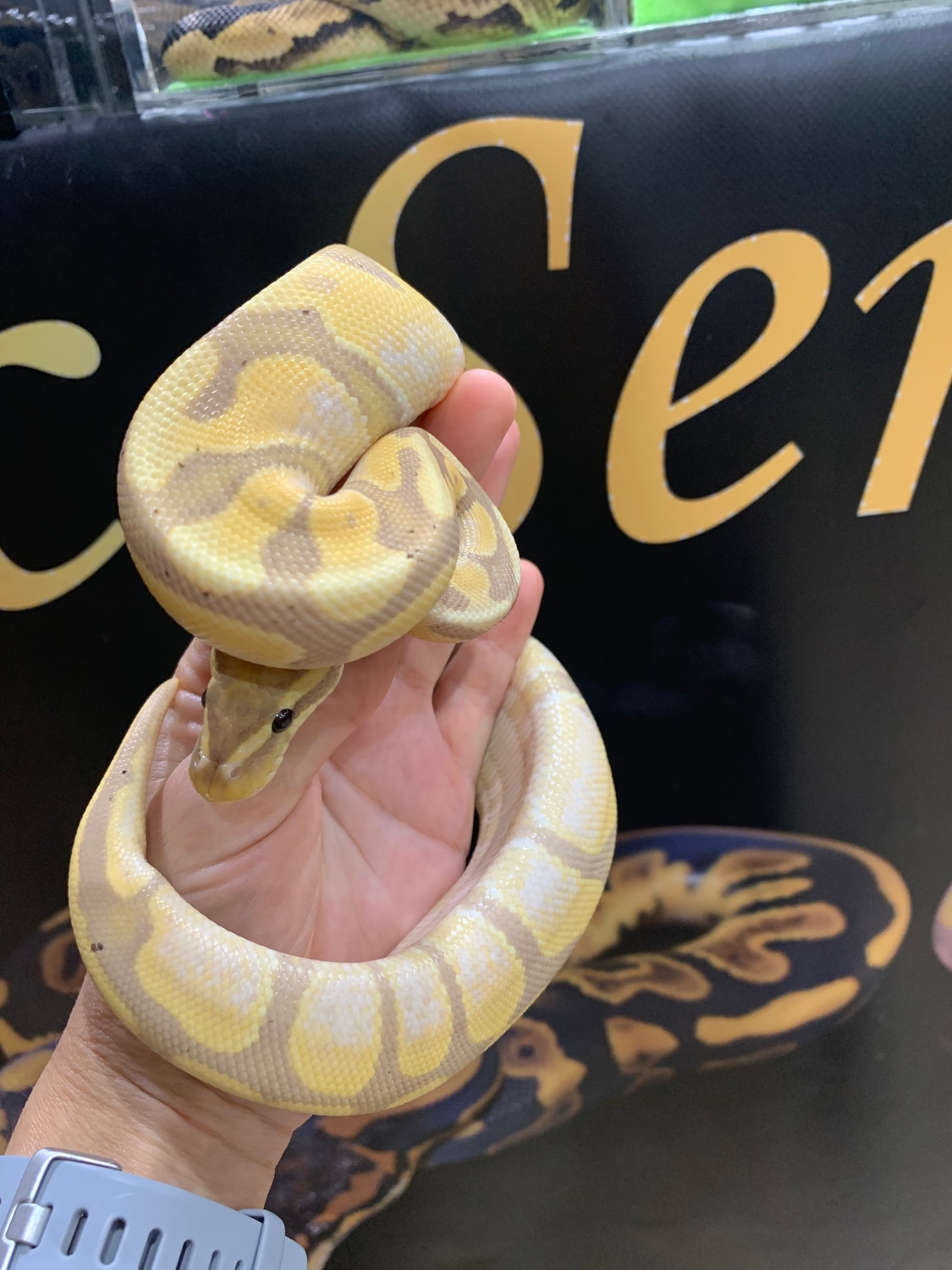 Banana Pastel Pos. OD Cypress Female Maker Ball Python by Edenic ...