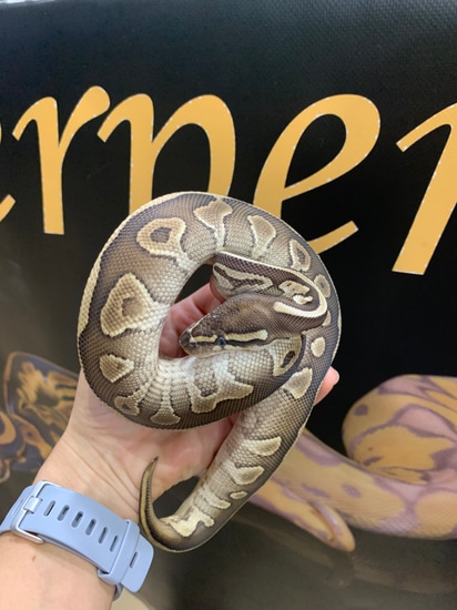 Leopard Lesser Ball Python by Edenic Serpent