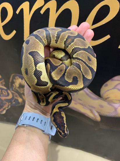 Leopard Enchi Ball Python by Edenic Serpent