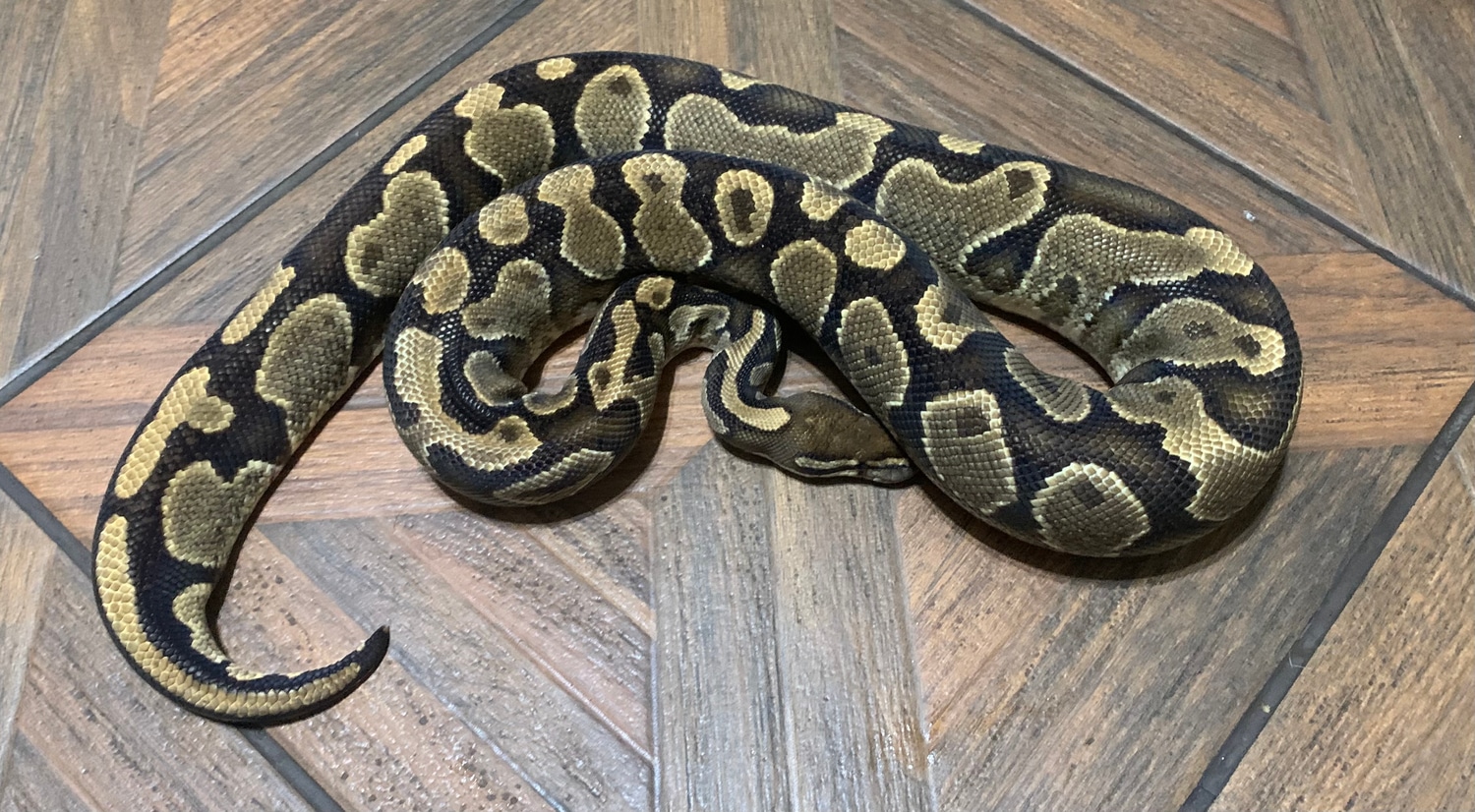 Yellow Belly Ball Python by Edenic Serpent - MorphMarket