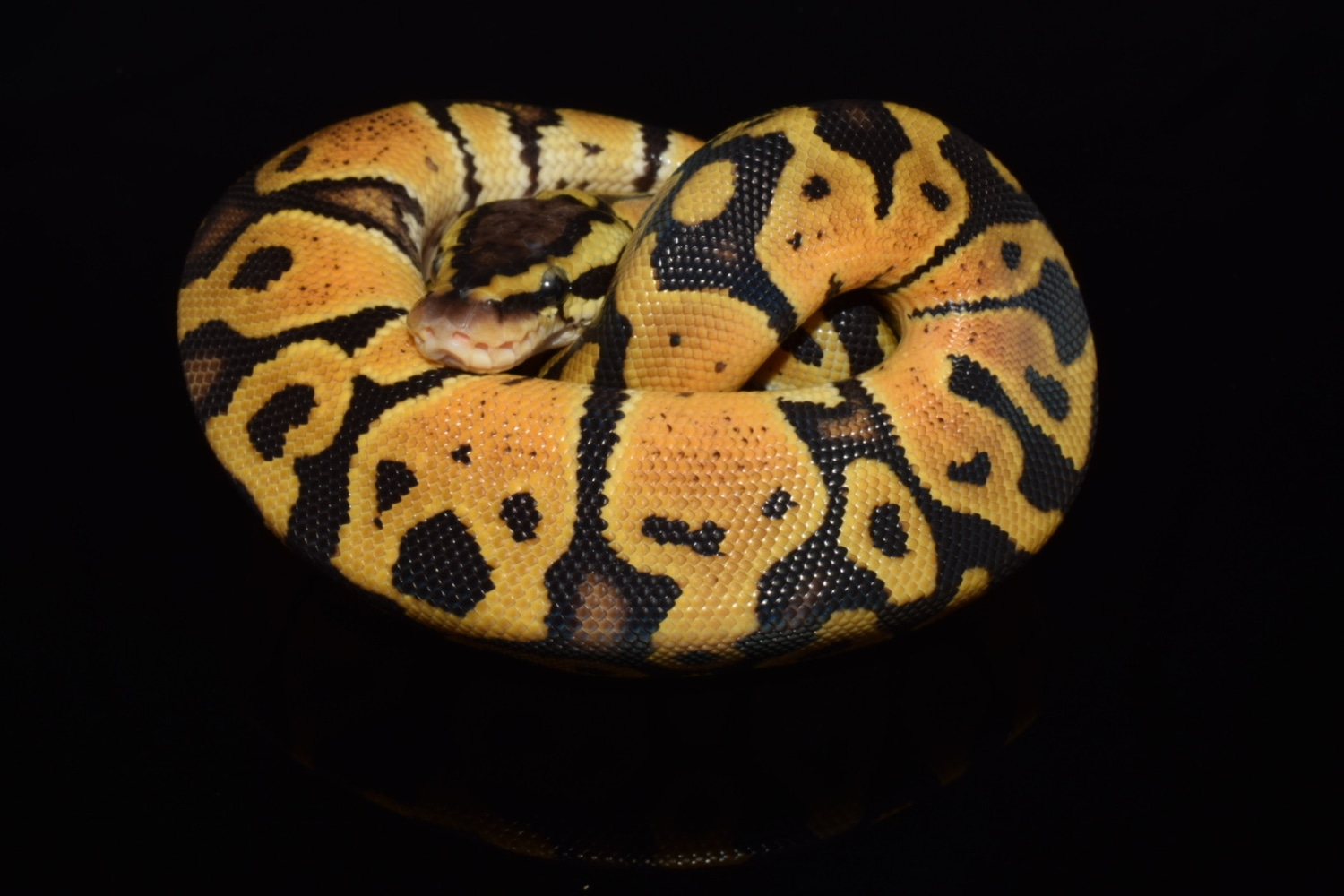 Pastel Het Clown 50% Het Pied Ball Python by Edenic Serpent - MorphMarket