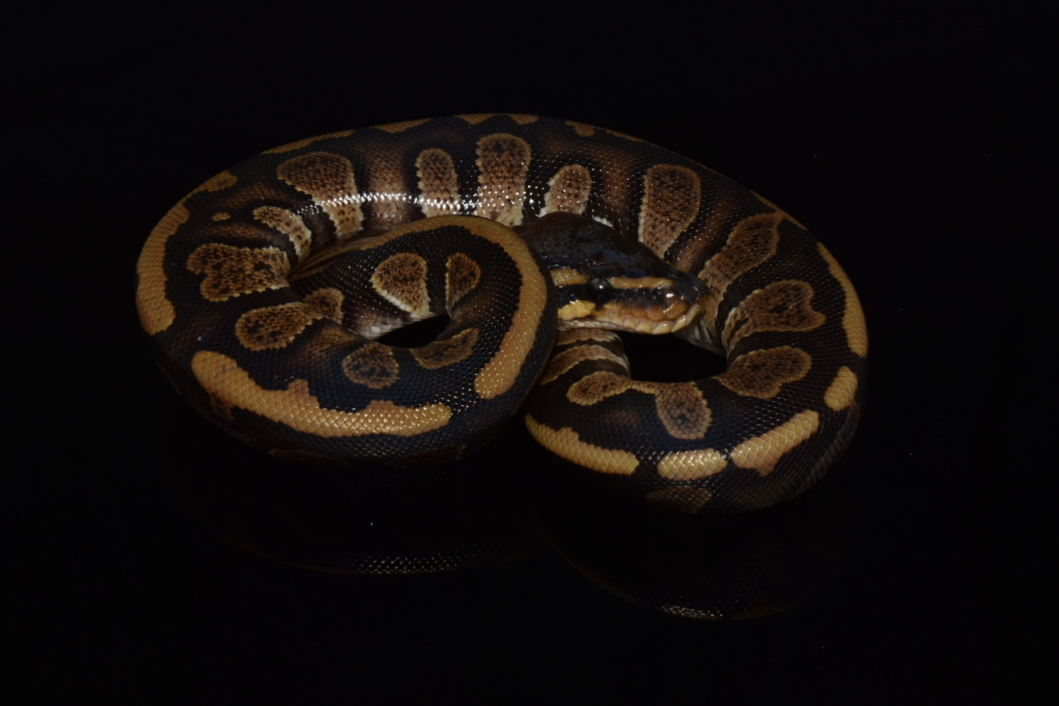 Stranger 50% Het Pied Ball Python by Edenic Serpent - MorphMarket