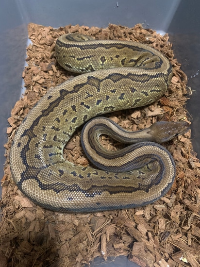 Cinnamon Pinstripe 100%het Pied RTB Ball Python by Edenic Serpent