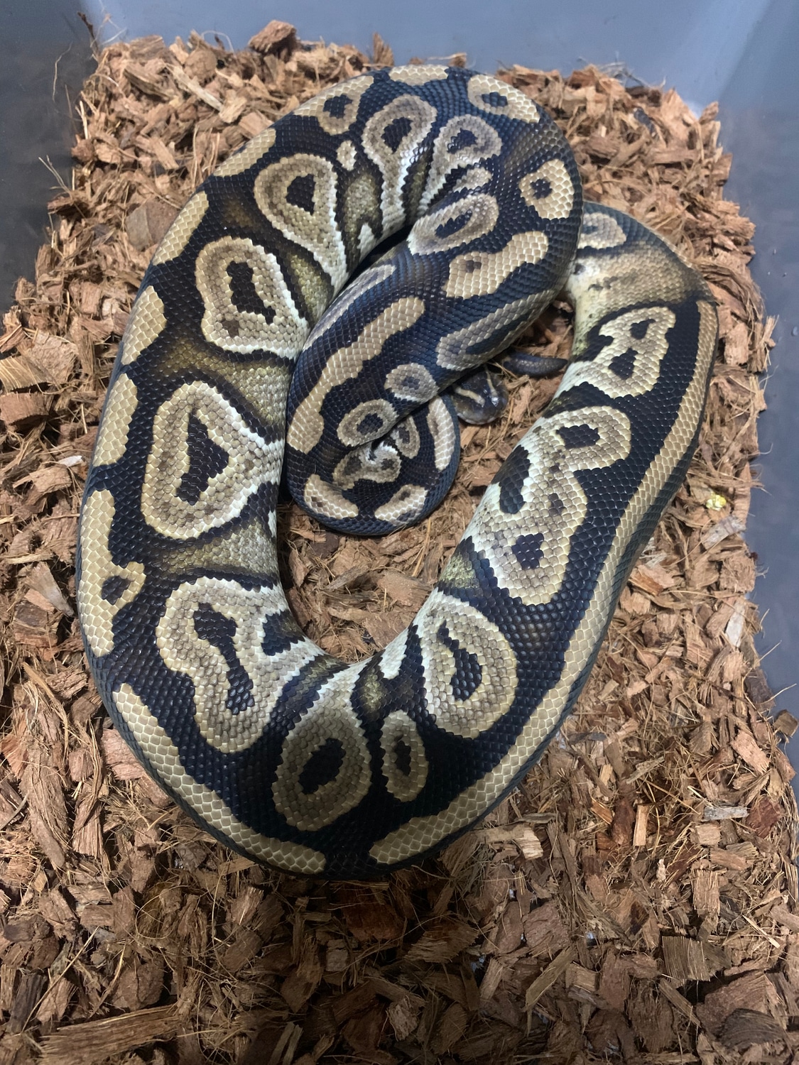 Black Pastel 100% Het Pied Ball Python by Edenic Serpent - MorphMarket