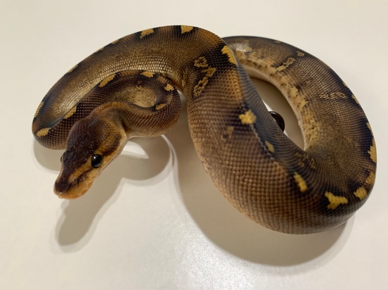 Super Wookie 66% Het Pied Ball Python by Edenic Serpent