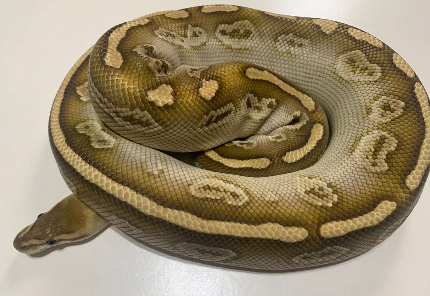 Wookie Lesser Ball Python by Edenic Serpent - MorphMarket