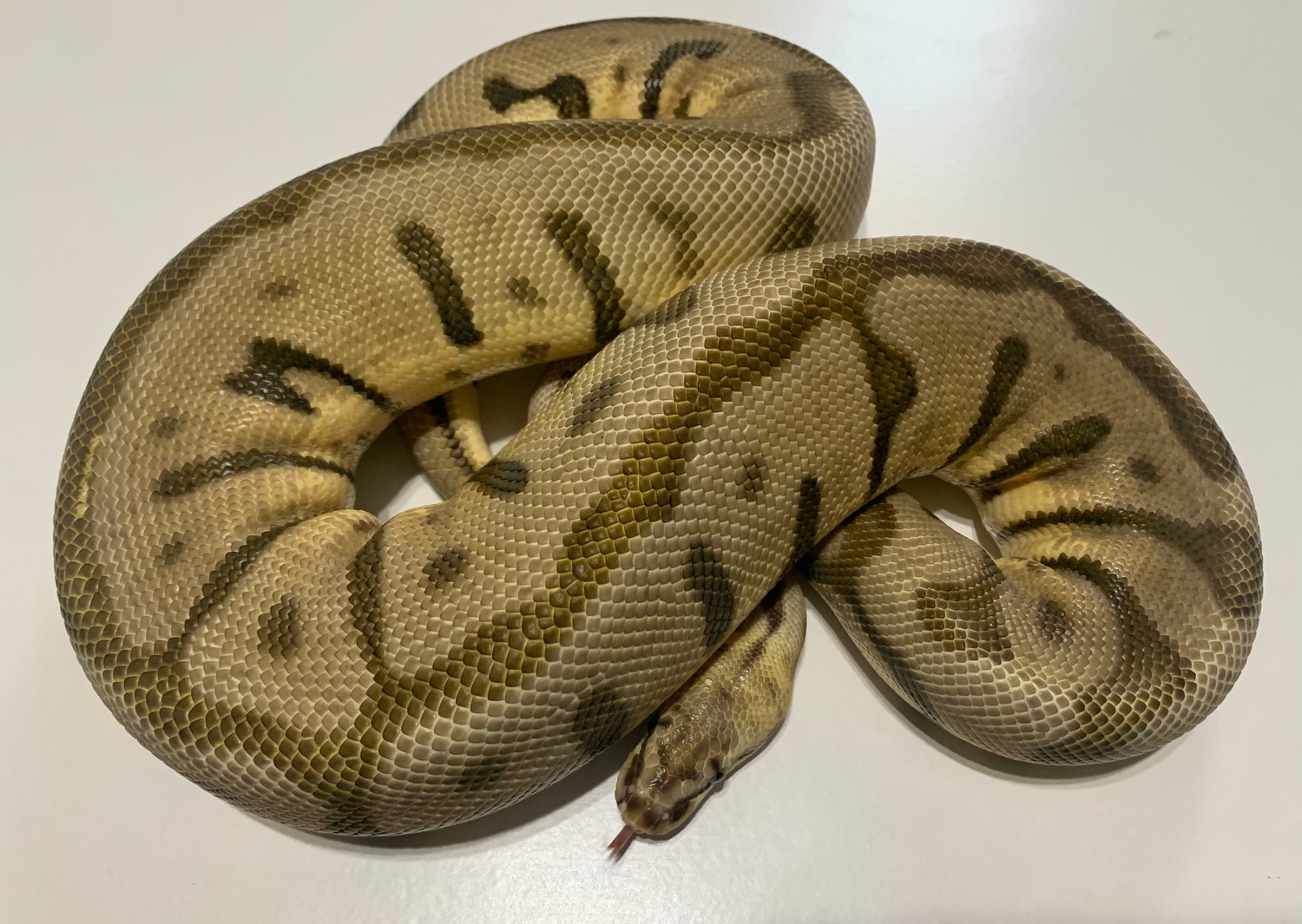 Woma Leopard Pastel Ball Python by Edenic Serpent - MorphMarket
