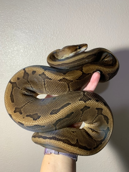 Wookie Pinstripe Ball Python by Edenic Serpent